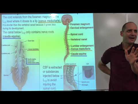 Integration Spinal Cord