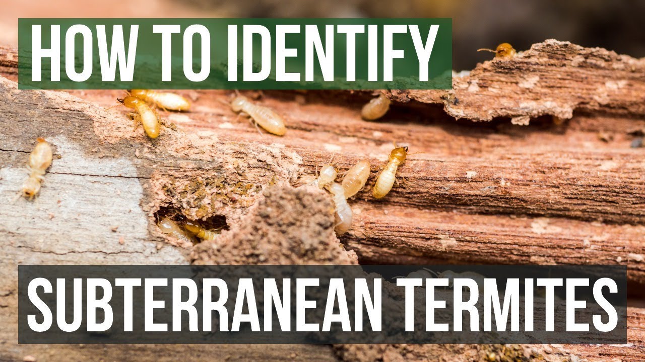 How to Tell If You Have Termites
