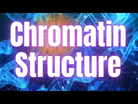 The Structure of Chromatin