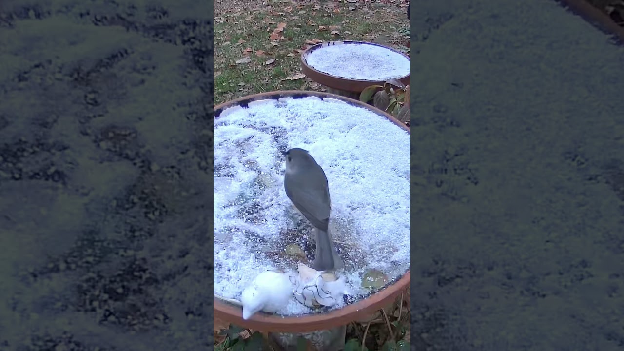 Ice ice baby 🧊🐦