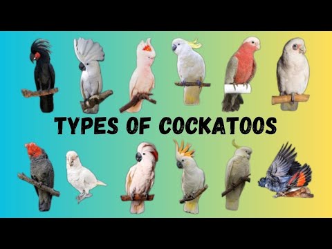 Types of Cockatoos Facts List Care as Pets