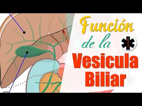 Cual es la FUNCION de la VESICULA [ Para que sirve la vesícula Biliar ] 👍👌 !!!
