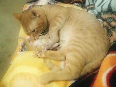 Steam Community :: Video :: John the Cat Meets His Kitten