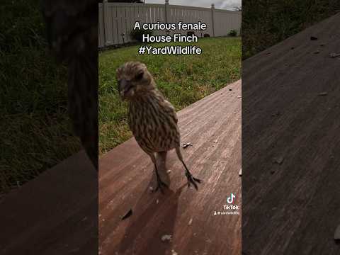 A female House Finch is curious about the camera