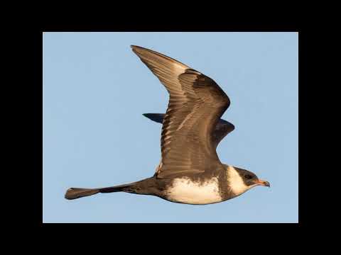 Coursers, Skuas, Jaegers