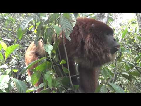 Hear a male howler monkey roar
