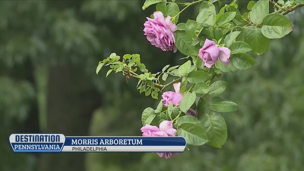 Destination PA: Morris Arboretum