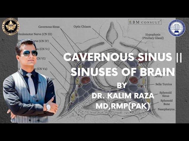 Understanding the Cavernous Sinus: Anatomy and Function | Galaxy.ai