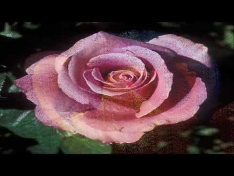 Types of Roses | Rose Varieties | Names Rose Colors | Names of Flowers
