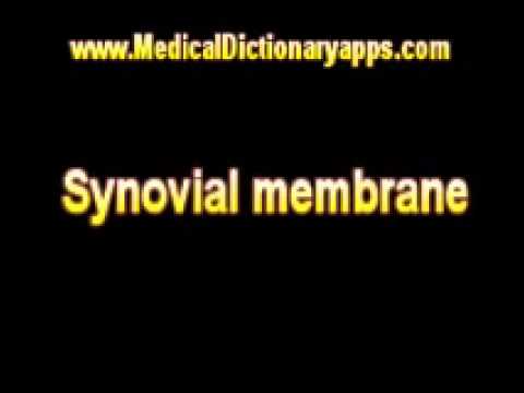 What Is The Definition Of Synovial membrane Medical School Terminology Dictionary