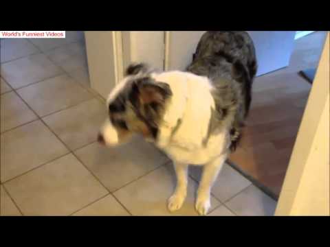 Funniest Australian Shepherd Videos EVER