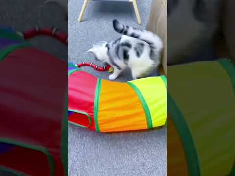 Automatic Cat Toys dog toys Interactive Smart Sensing Snake TeaseToys for Cats
