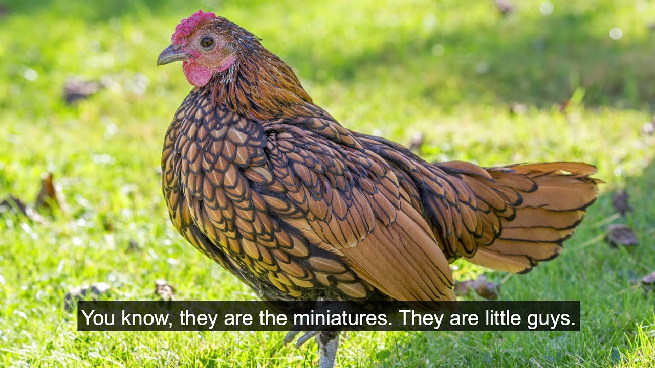 Are Bantam Chickens right for you?