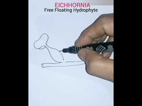 How to draw Eichhornia easily/ easy way to dray free floating hydrophyte Eichhornia
