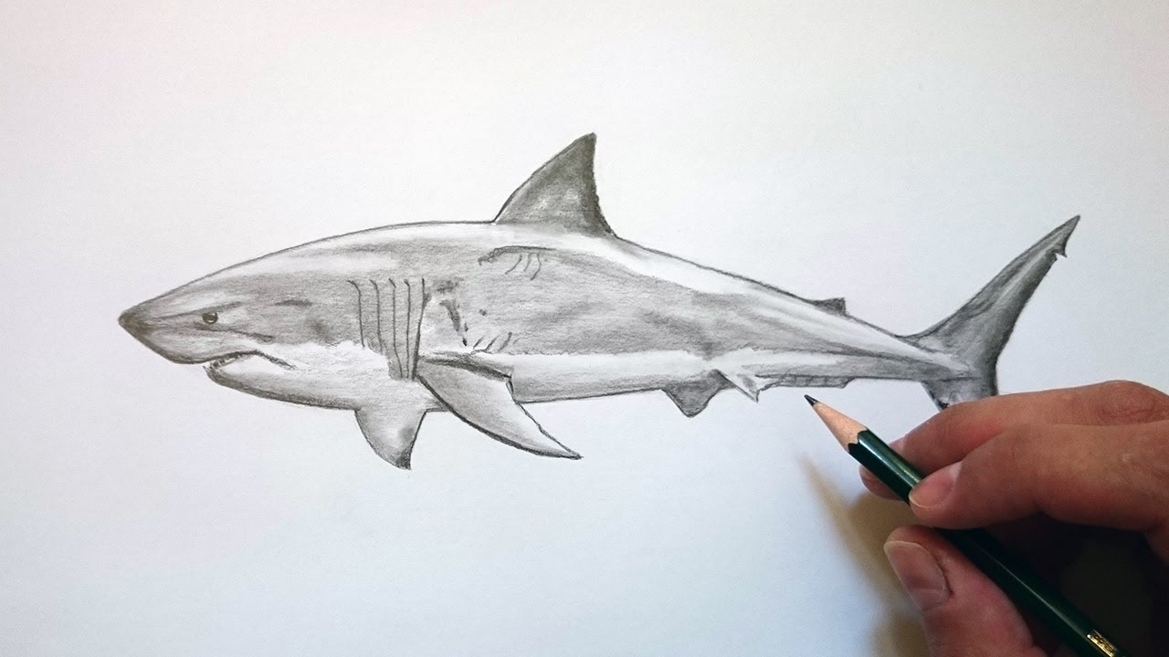 How to draw a realistic SHARK EASY step by step 🦈✅