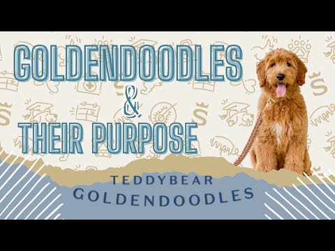 How to get the best Goldendoodle puppies!