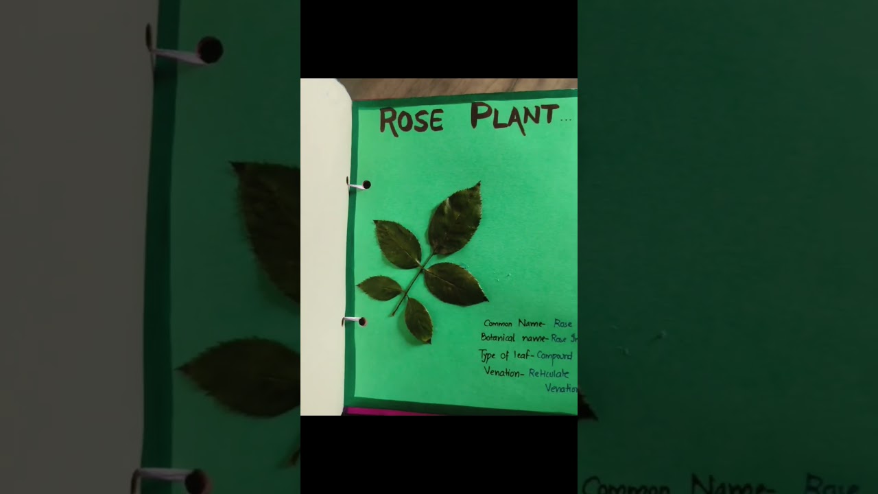 HERBARIUM SHEETS 🌱|SCHOOL PROJECT|#herbarium #schoolproject #plants #ideas #homework #creative