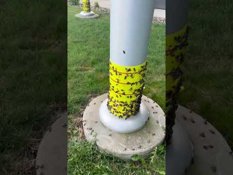 Spotted Lantern Fly Traps Wow So Many