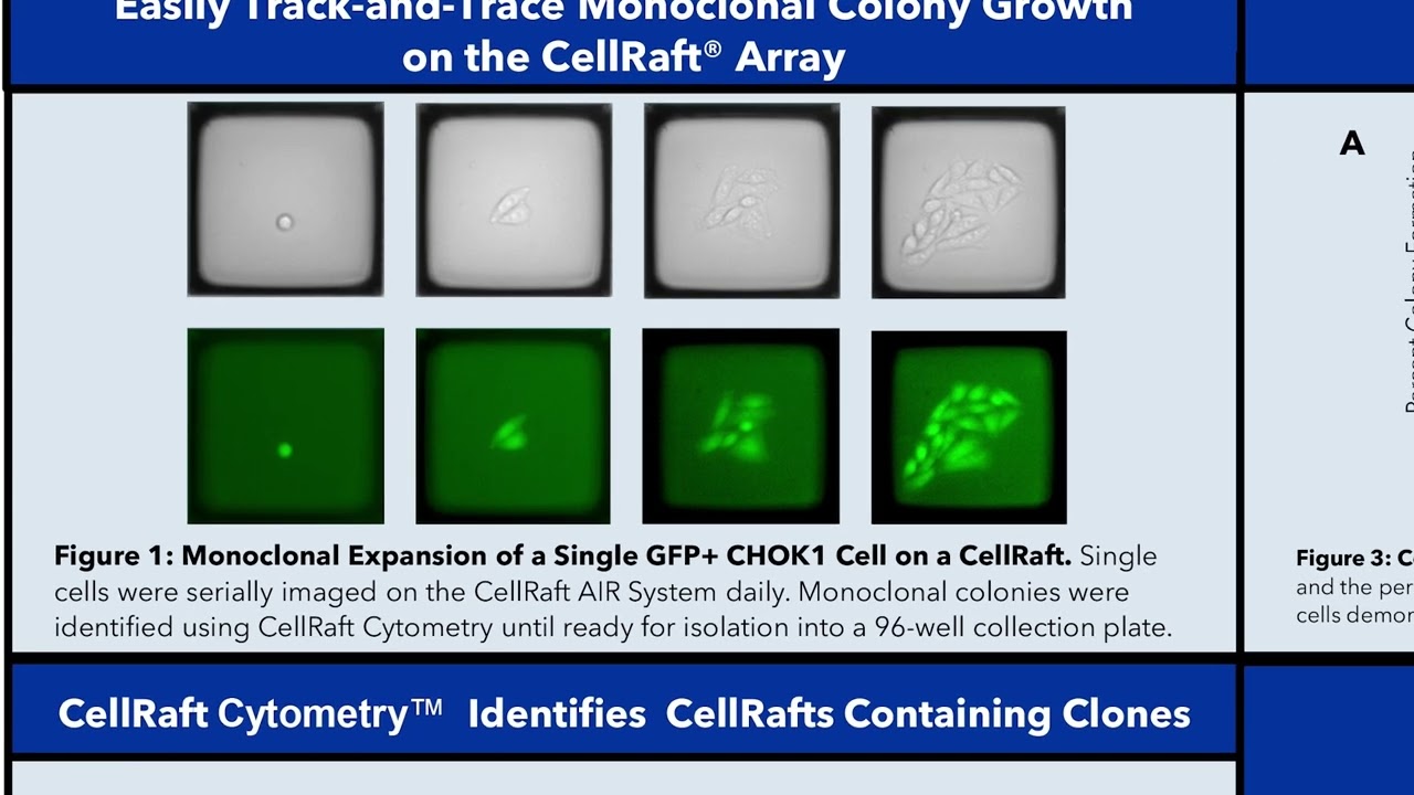 Accelerate Cell Line Development by Isolating Monoclonal Colonies, Not Single Cells