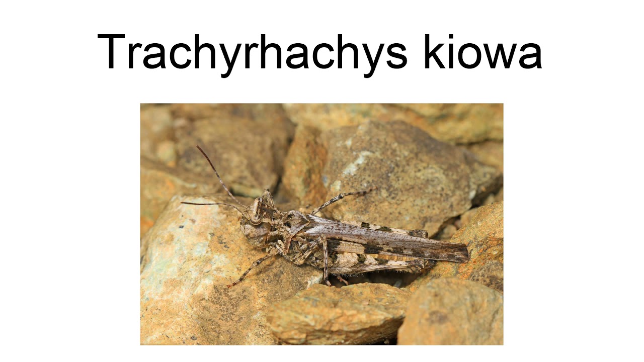 Trachyrhachys Kiowa