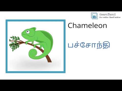 Reptiles -1500 Important Tamil Words With English Meaning - Learn Tamil
