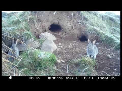 rabbit warren wildlife camera isle of skye bracadale views