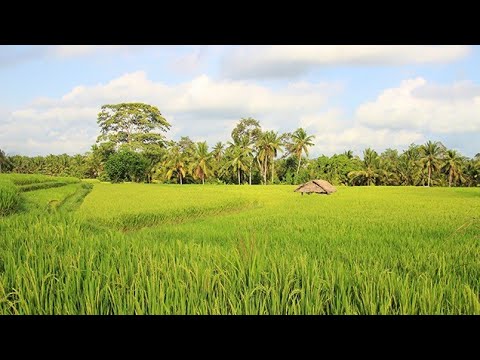 Rice field overview in India, Tamil Nadu