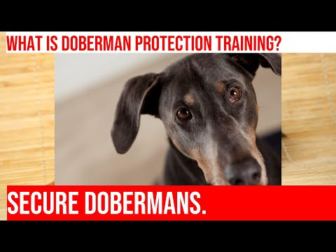 Guard Dog Training: Unlocking the Power of the Doberman Pinscher