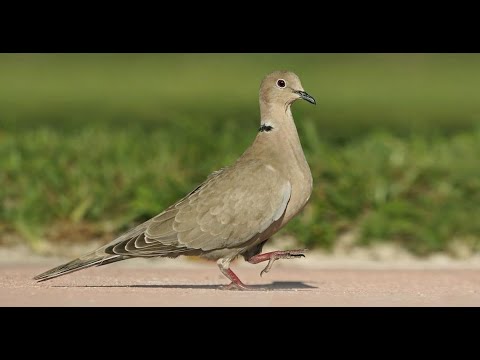 Know about Birds in French|learn Birds | Birds name for kids in French| Birds Lover