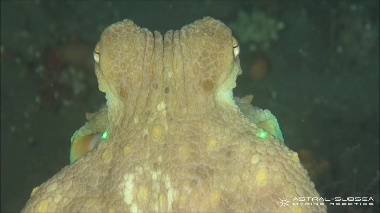 ROV meets Octopus