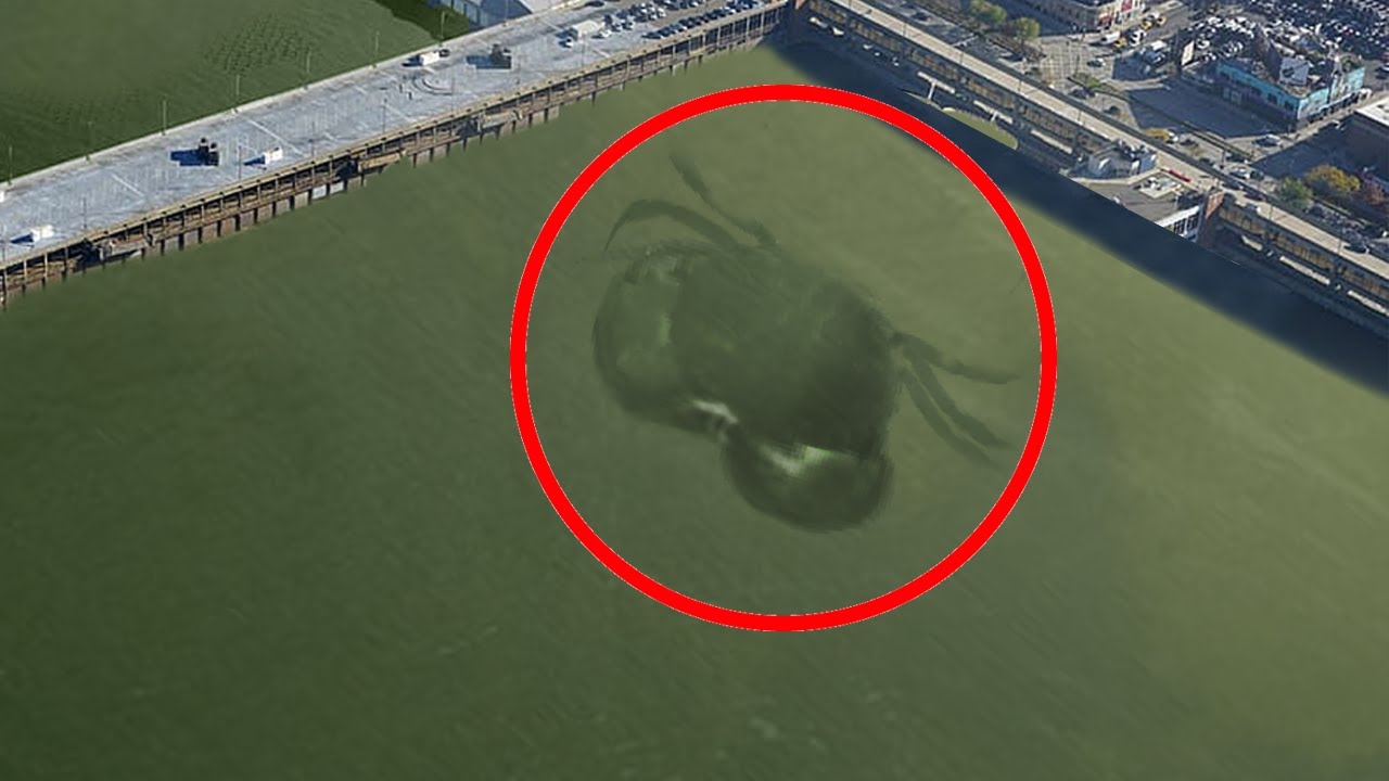 10 Weirdest Creatures Spotted On Google Earth