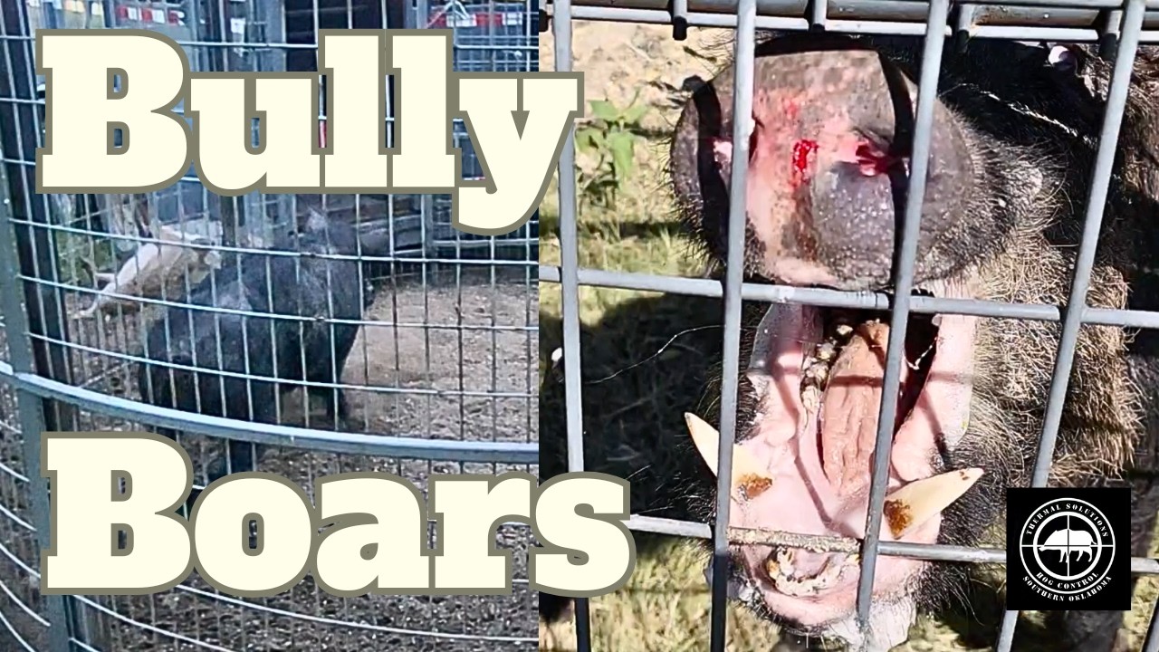 These Bully Boars are RIDICULOUS! 933