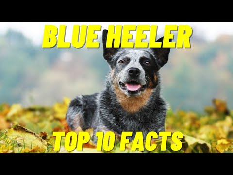 Blue Heeler - 10 Facts About The Australian Cattle Dog