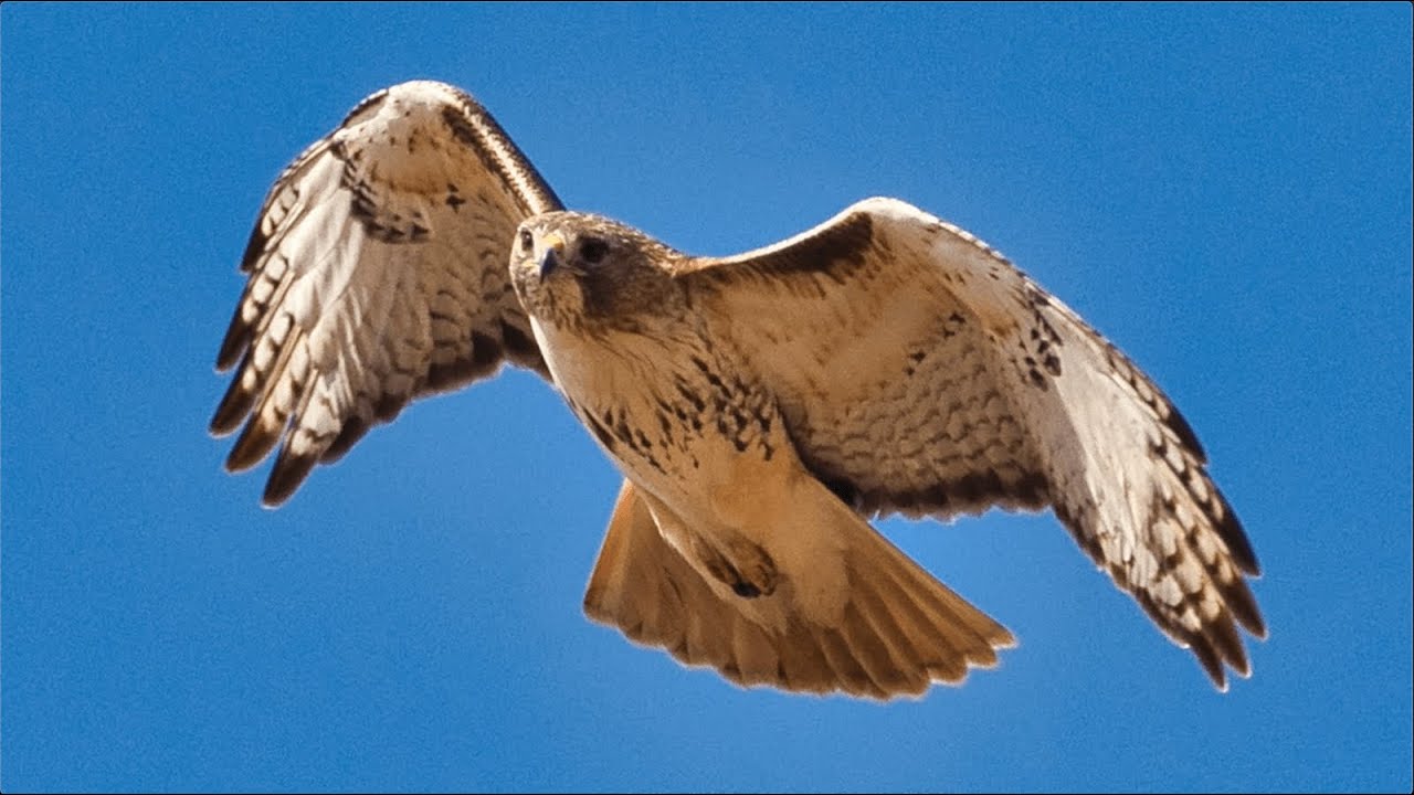 Appalachian Raptor Fall Migration