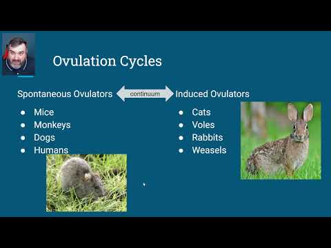 2.04a [Estrus Effects] (Animal Behavior)