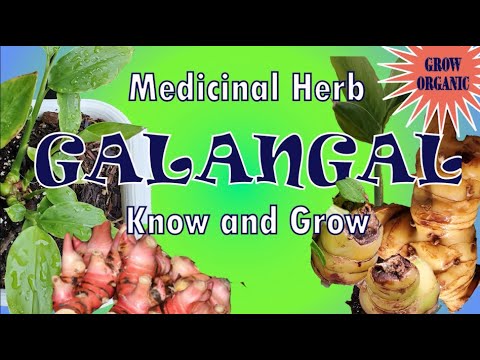 How to Grow Galangal From Store-bought Rhizome | Greater galangal | Health Benefits | Lengkuas |