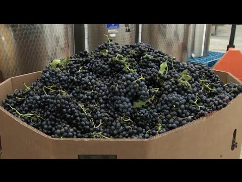NJ Vineyard Teaches People How to Grow Grapes to Give Boost to Wine Industry