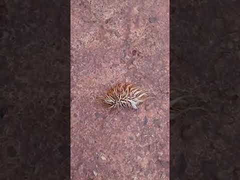 Alertan sobre la presencia del venenoso “gusano pollo” | Stop en línea