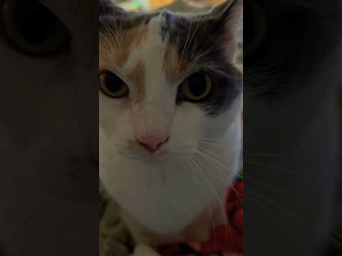 Steam Community :: Video :: Cute puppy plays with calico #shorts # ...