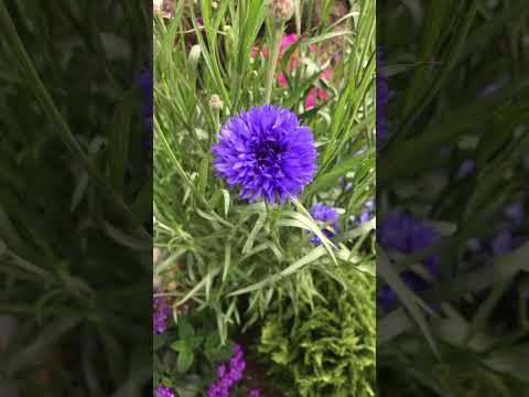 Cornflower aka Bachelor Buttons “Blue Boy”. Great Plant for Cottage Garden.