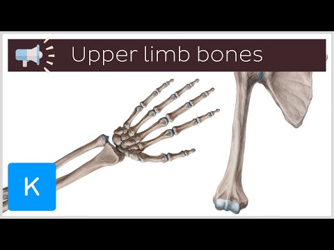 7 most difficult to pronounce bones of the upper limb | Anatomical Terms Pronunciation by Kenhub