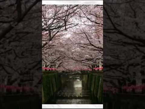 4 MUSIM DI JEPANG KAPAN || KAMU HARUS TAU INI SEBELUM KAMU PERGI KE JEPANG!!! #japan #4musimdijepang