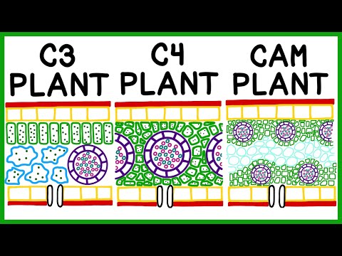 C3, C4 and CAM Plant Photosynthesis & Photorespiration