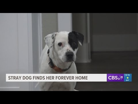 East Texas dog dubbed 'Gypsy' finds permanent home