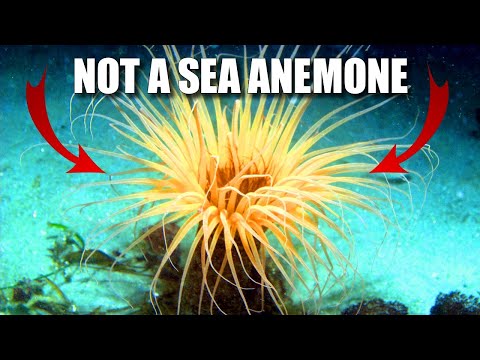 Tube Anemone Facts: NOT a Sea Anemone 🪸 Animal Fact Files
