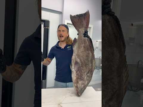 Grouper cheeks!! #Groupercheeks #grouperfishing #groupersandwich
