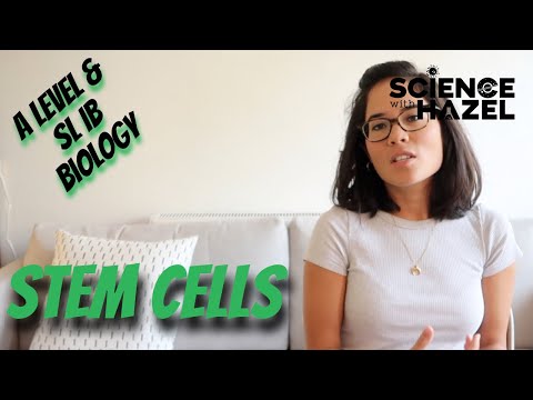 Stem Cells | A Level & SL IB Biology