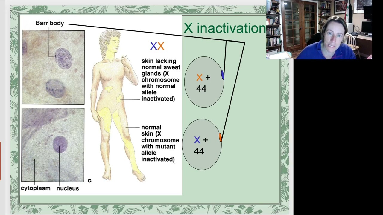 Understanding X Inactivation: The Unique Genetic Phenomenon in Females ...