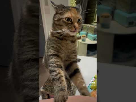 Lilith has words #shorts #catsoftiktok #cat #funny #catsofinstagram