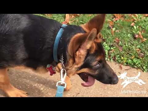 What Happens During a PetsGo Pet Sitting or Dog Walking Visit?